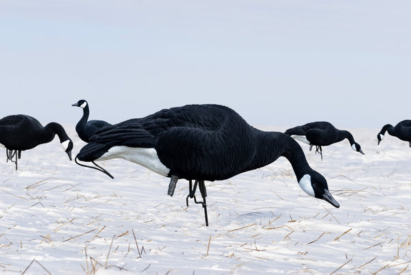 SX Life Size Canada Goose Decoys Combo Pack (ALL Black Flocked) - SX Decoys