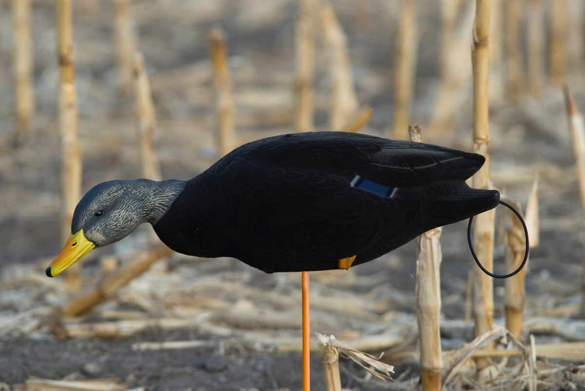 SX FULL BODY Flocked Black Duck Decoys - SX Decoys
