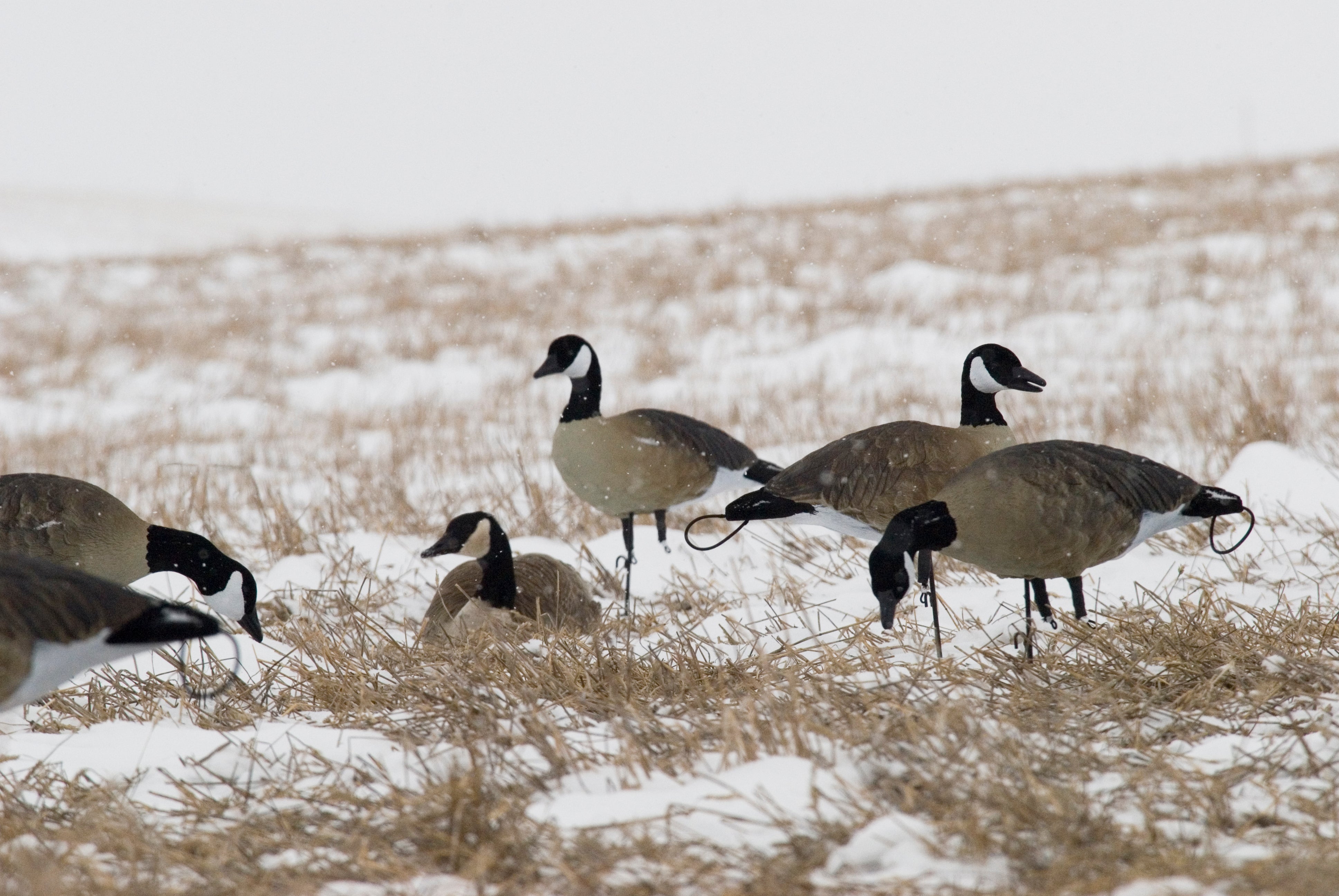 Damaged Decoy Boxes Sale!! - SX Decoys