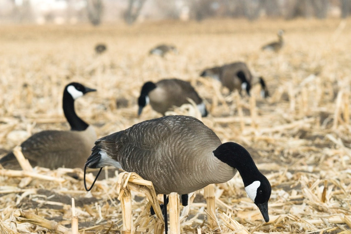 Full Body Canada Goose Decoys - SX Decoys