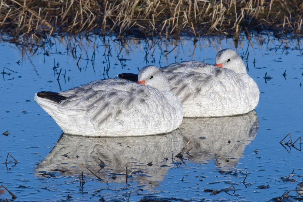 Snow Goose Floater Decoys - SX Decoys