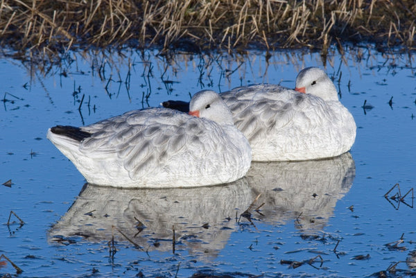 SX Juvie Snow Goose Decoy Sleeper Floaters - SX Decoys