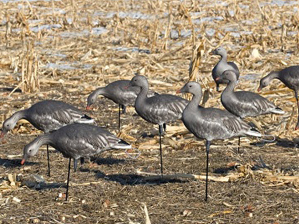 SX Full Body Juvie Blue Goose Decoys - SX Decoys