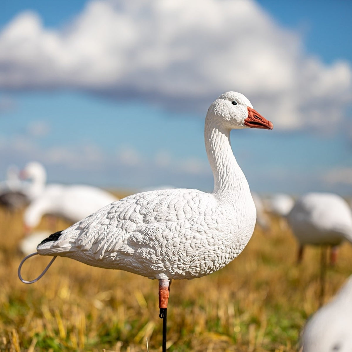 Snow Goose Decoys - SX Decoys